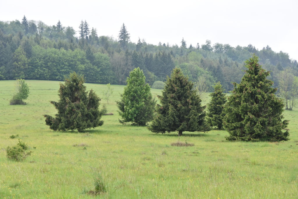 Naturschutzgebiet Lindenfeld ∞ Nachrichten, Tipps und Termine im Remstal